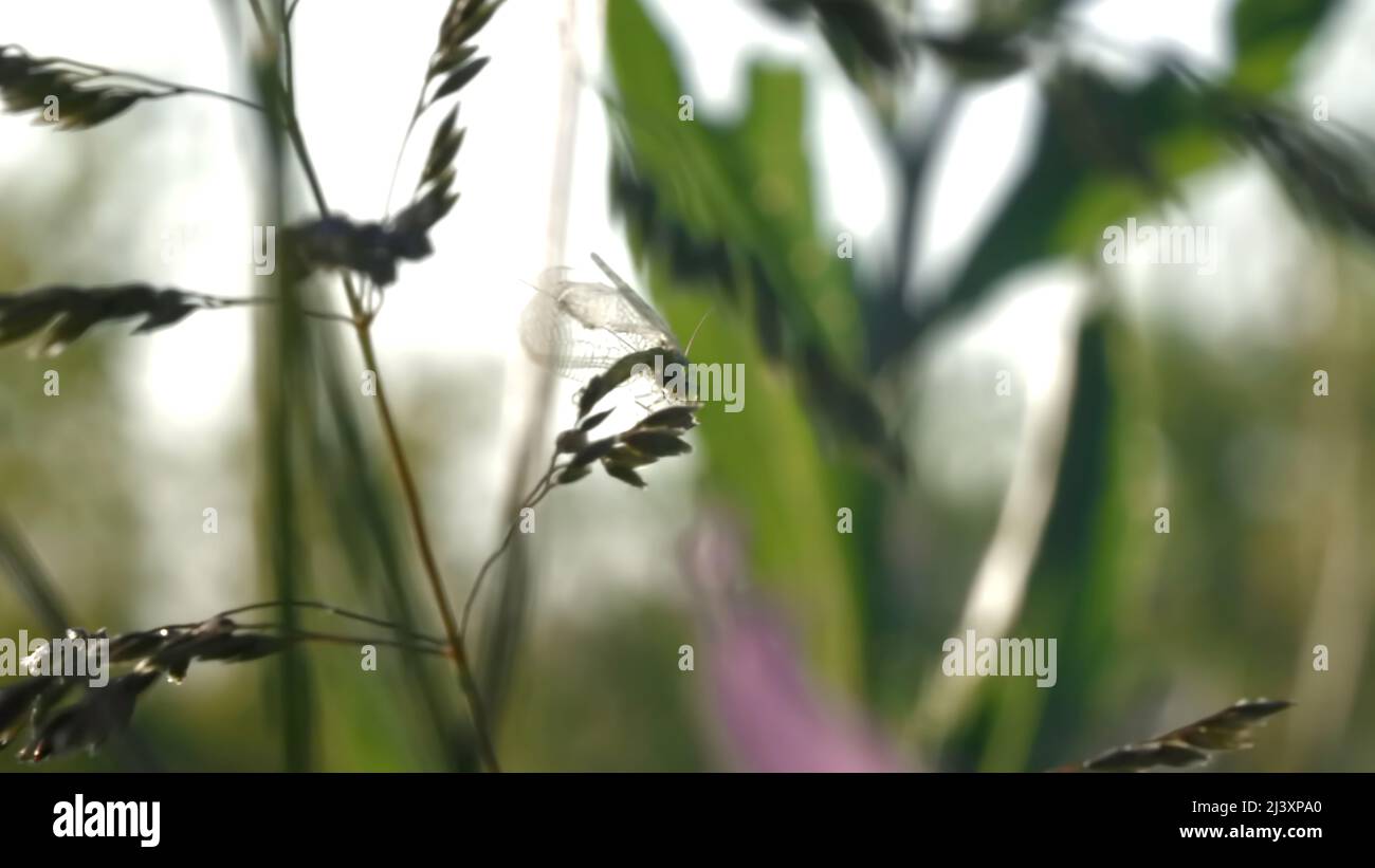 Natural background with a tiny midge with transparent wings. Creative ...
