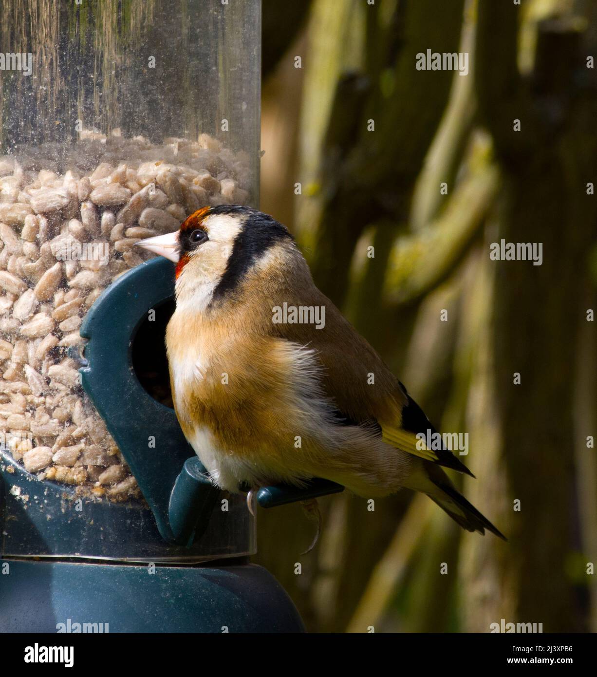 Female european goldfinch hi-res stock photography and images - Alamy