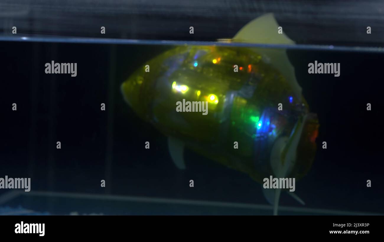 Light meter fish hi-res stock photography and images - Alamy