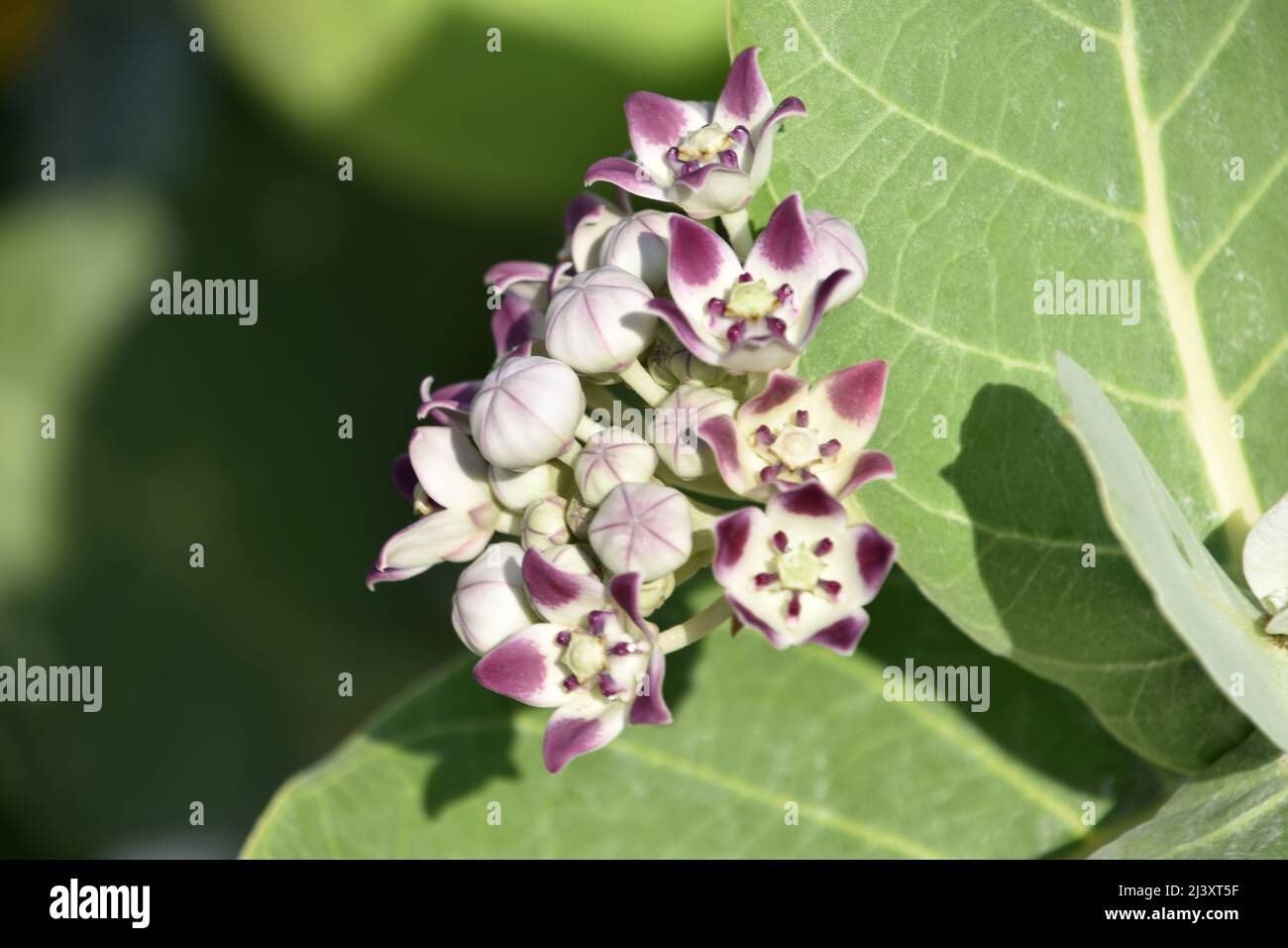 Pretty budding and blooming giant milkweed flower blossoms in Aruba ...