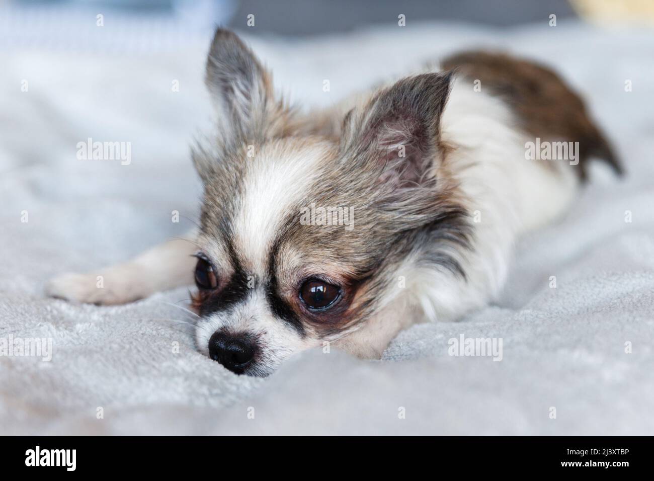 Pretty sad purebreed chihuahua puppy dog on grey plaid. Pets friendly ...