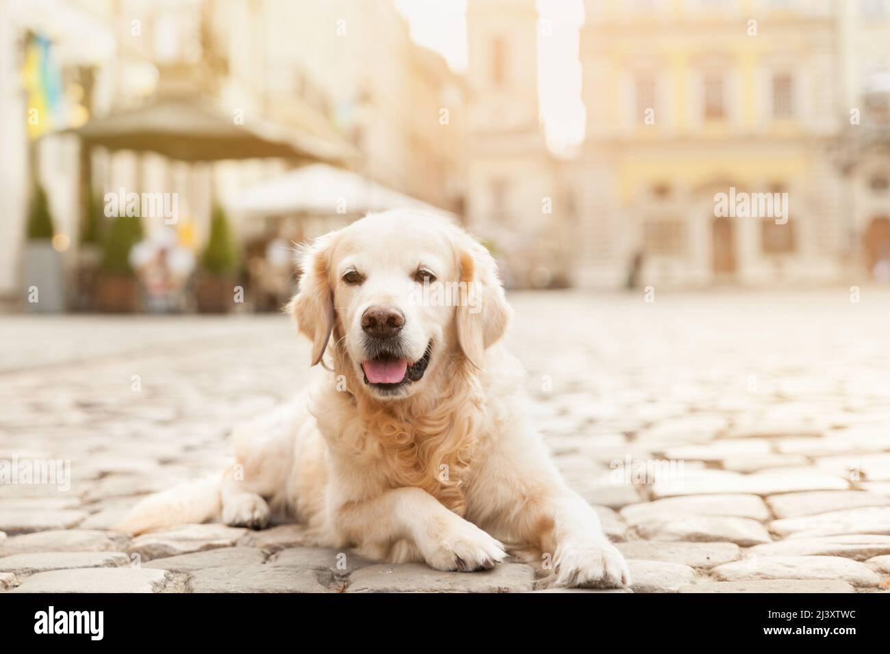 Happy smiling golden retriever young dog on pavement in old european ...