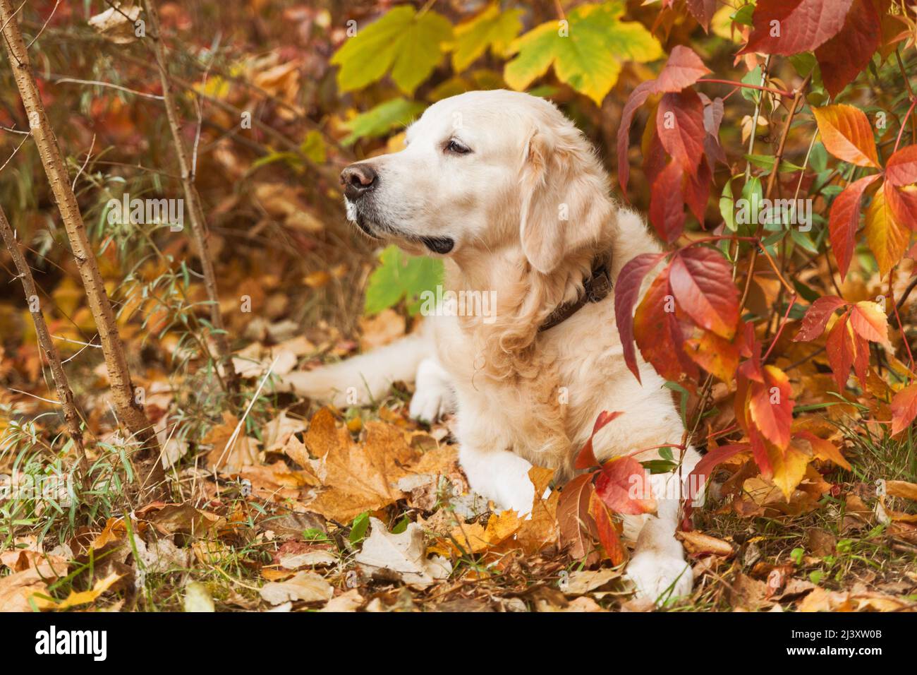 Sad golden retriever hi-res stock photography and images - Alamy