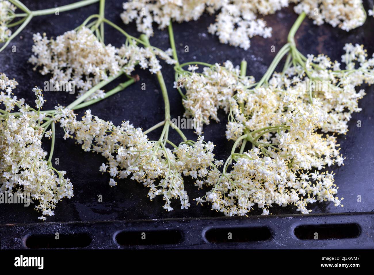drying hollunder on dark wood Stock Photo - Alamy