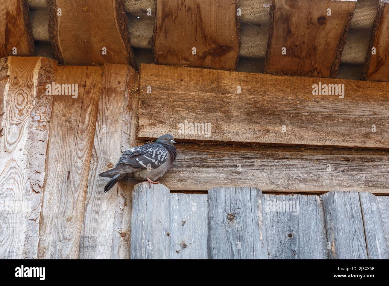 rock dove bird sitting on a wooden door under the roof of a barn Stock ...