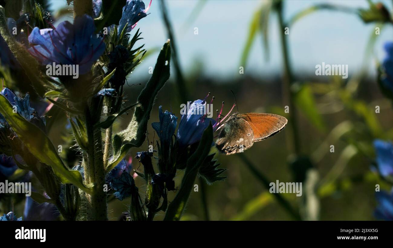 Close up of small butterfly sitting on a flower bud. Creative. Summer ...