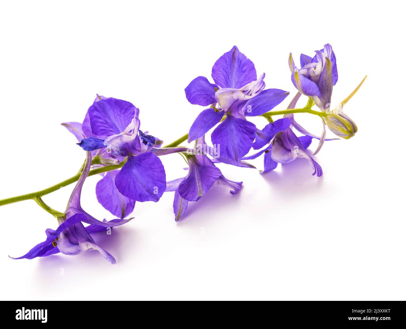 Larkspur flowers isolated on white background Stock Photo - Alamy