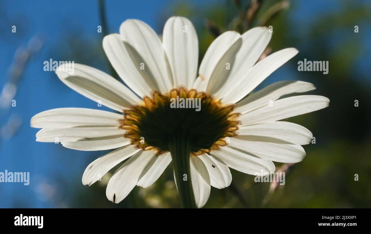 A beautiful daisy under the sun. Creative. A bright white flower under ...