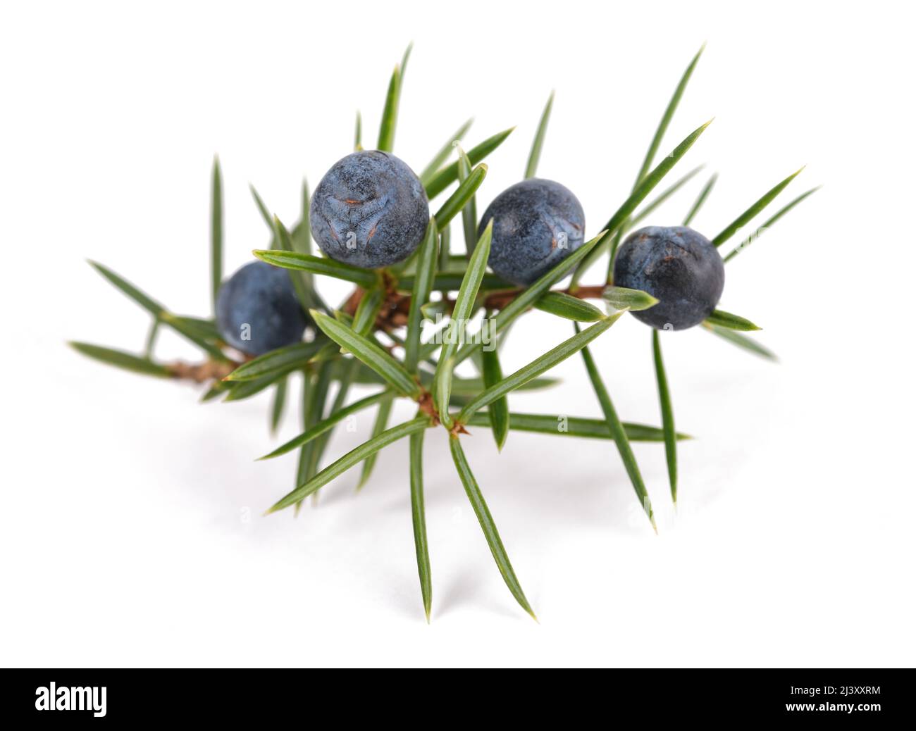 Juniper branch with blue berries isolated on white Stock Photo - Alamy