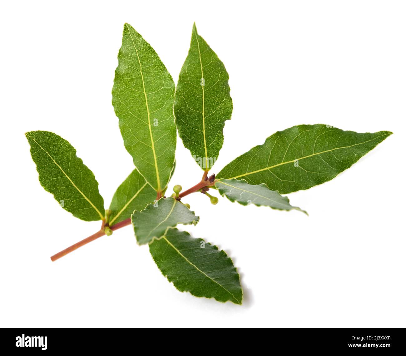 Laurel branch with berries and leaves isolated on white background ...
