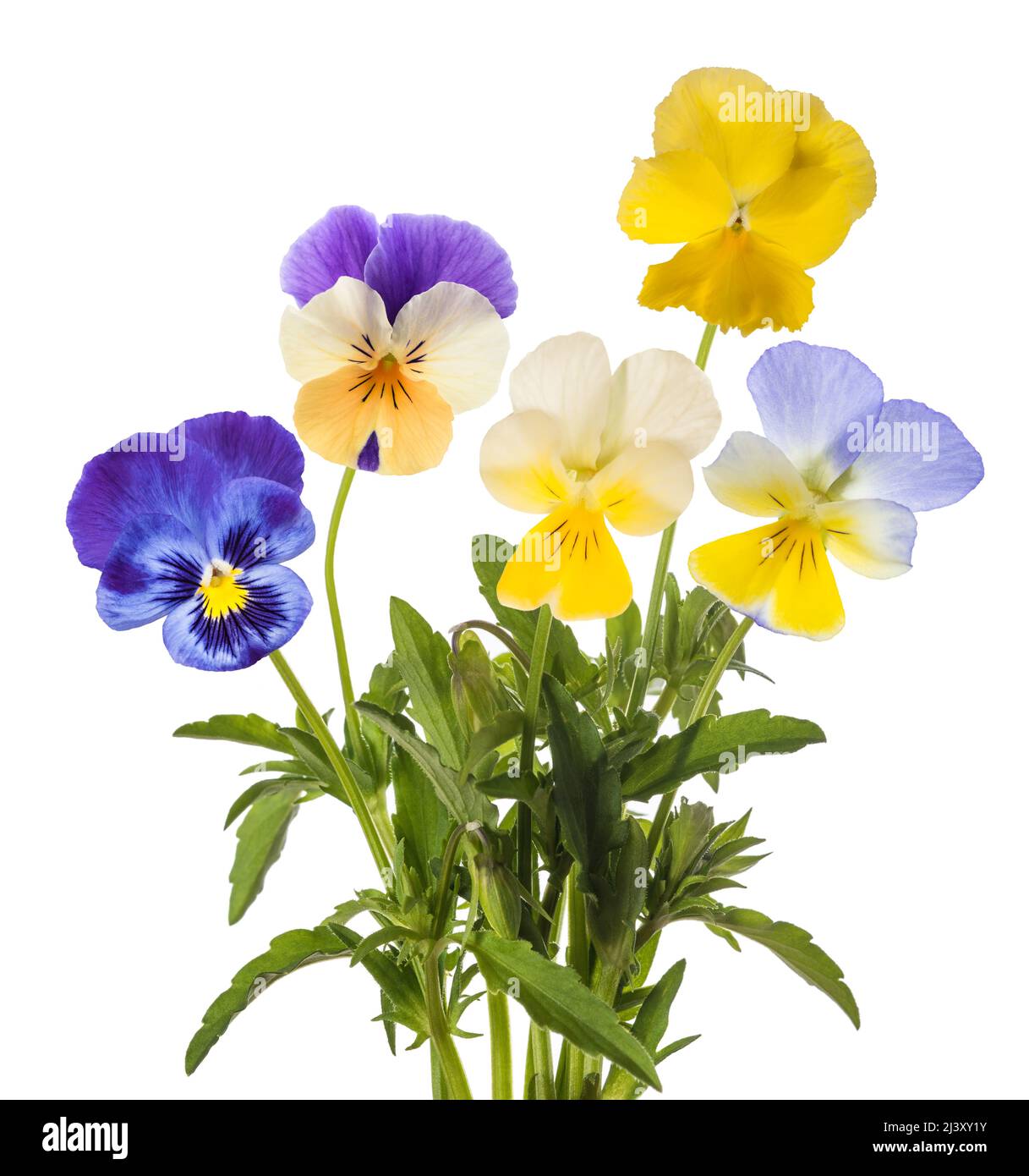 Pansy flowers mix isolated on white background Stock Photo - Alamy