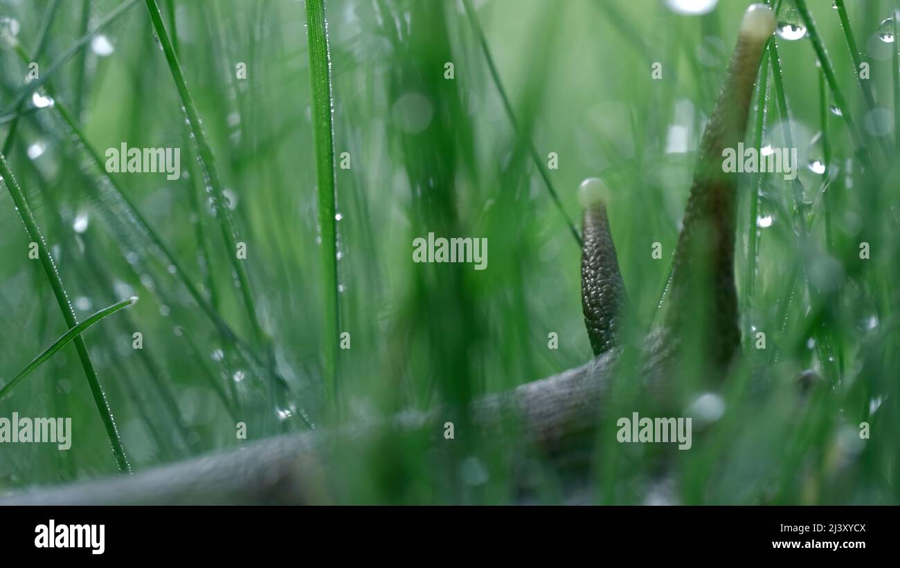 Video snail moving hi-res stock photography and images - Alamy