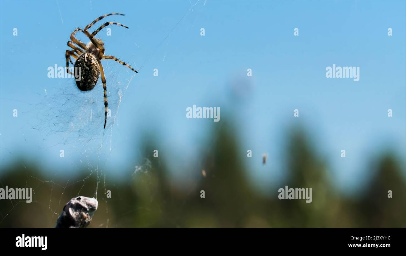 Cose up of hunting spider trying capturing a small insect in its web ...