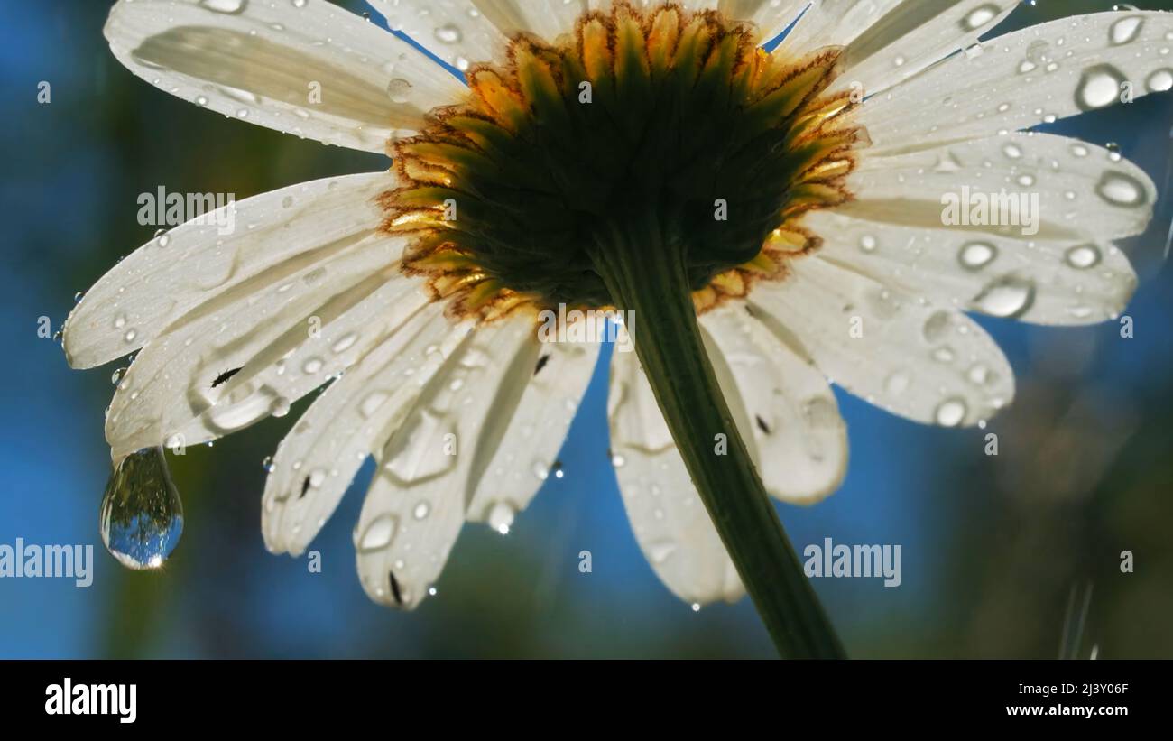A beautiful daisy under the sun. Creative. A bright white flower under ...
