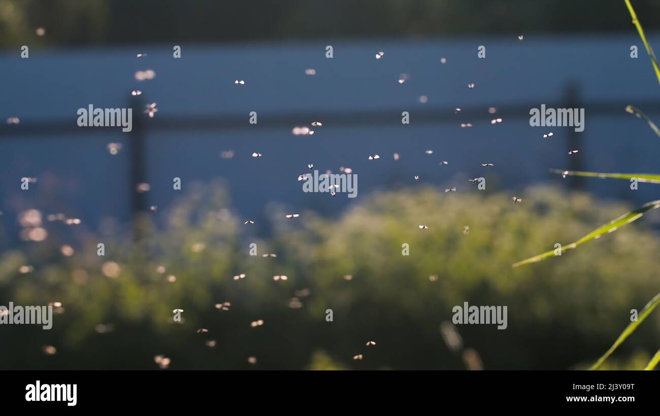 Small midges that circle around flowers. Creative.Macro photography of ...