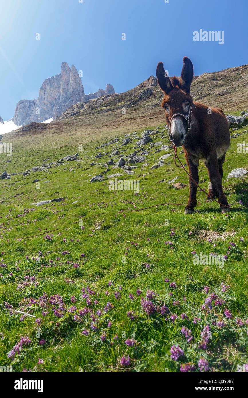 Donkey and Ansabere peaks, French pyrenees Stock Photo - Alamy