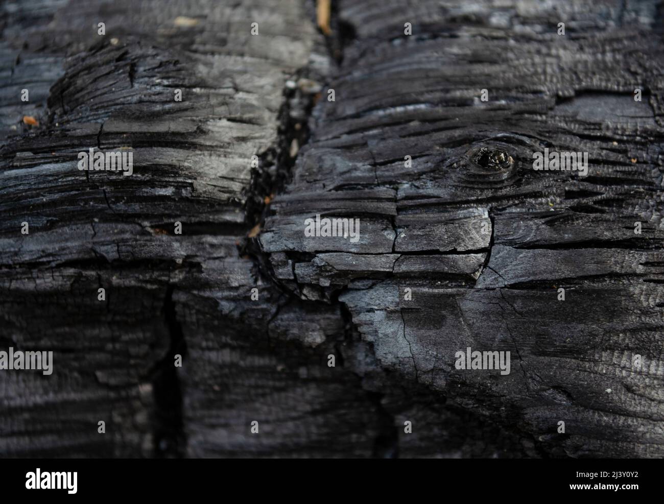 Natural fire ashes with dark grey black coals texture. It is a ...