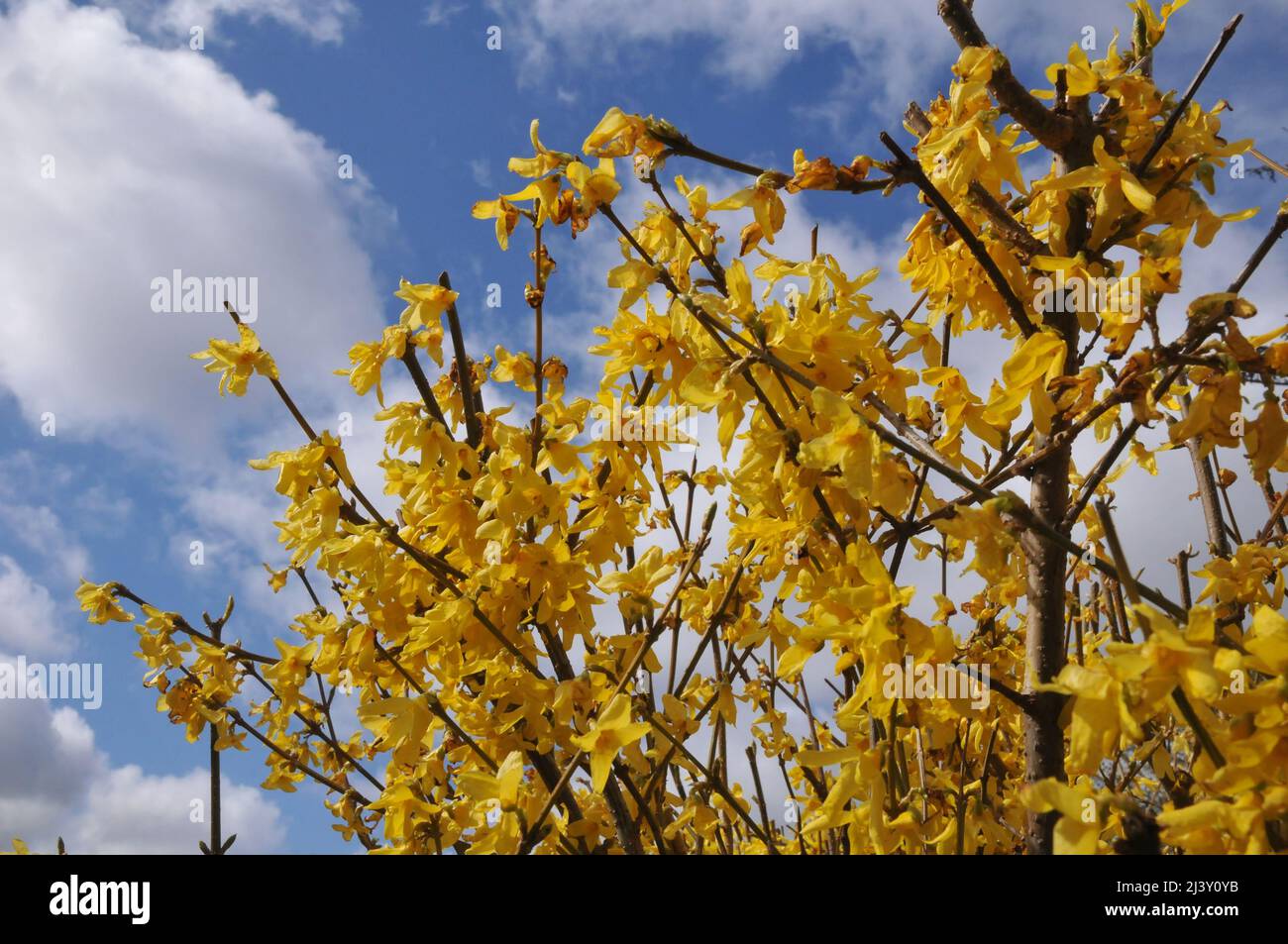 Kastrup/Copenhagen/Denmark/10 April 2022/Yellow colour leves tree in ...