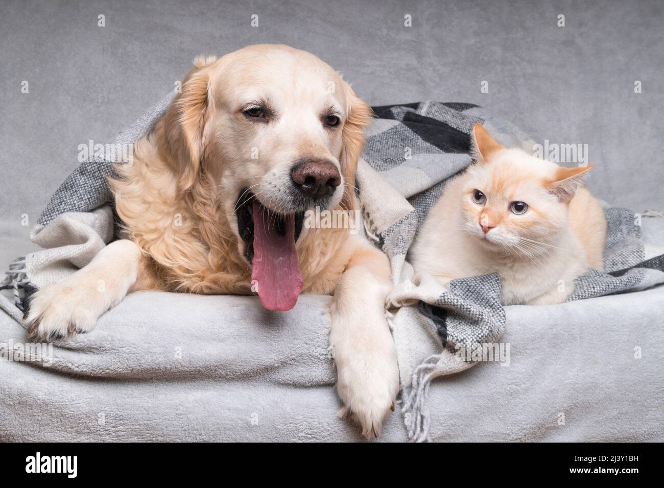 Dog under rug hi-res stock photography and images - Alamy