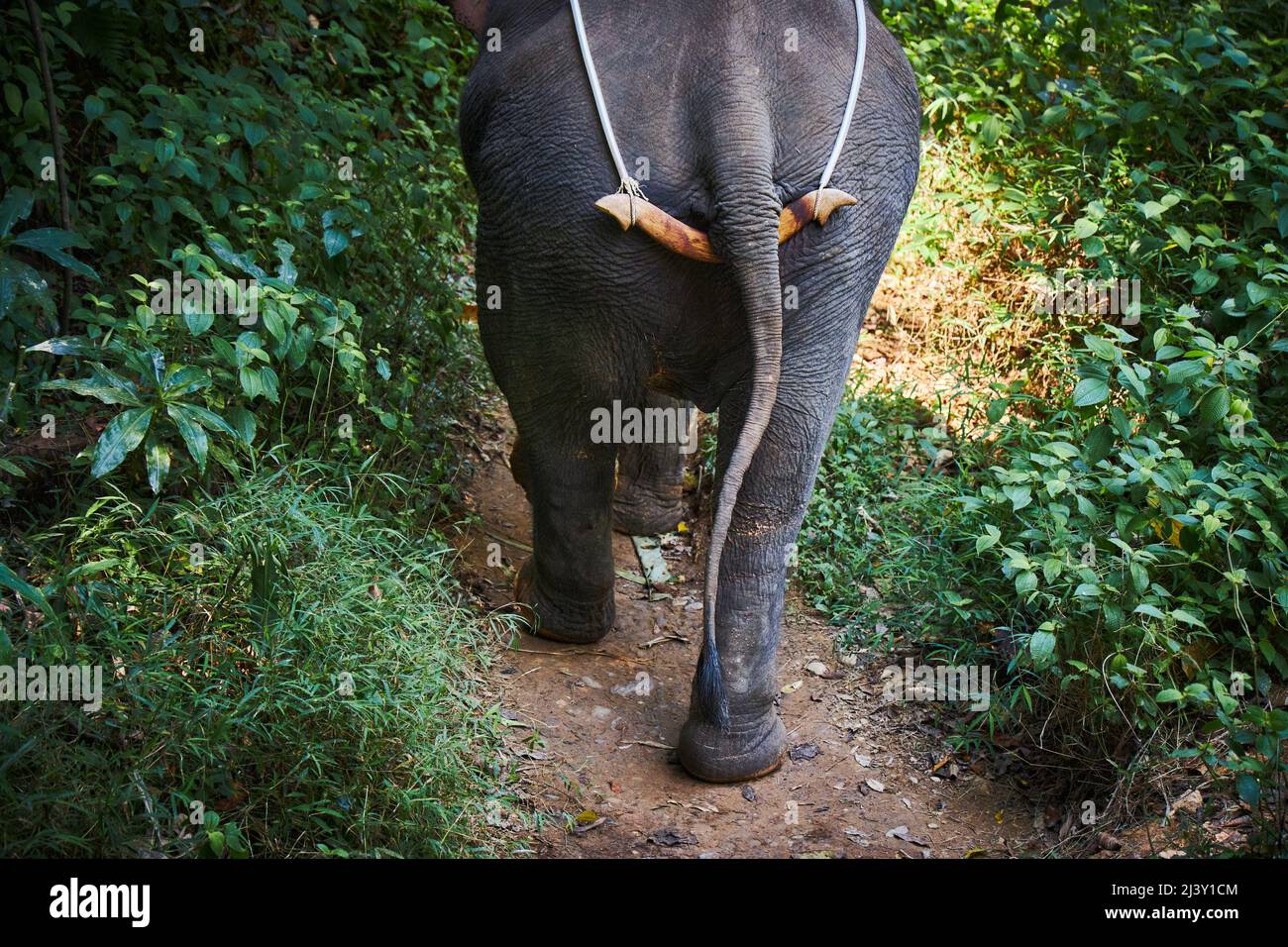 Big elephant walking along the trail in the jungle. Back view Stock ...