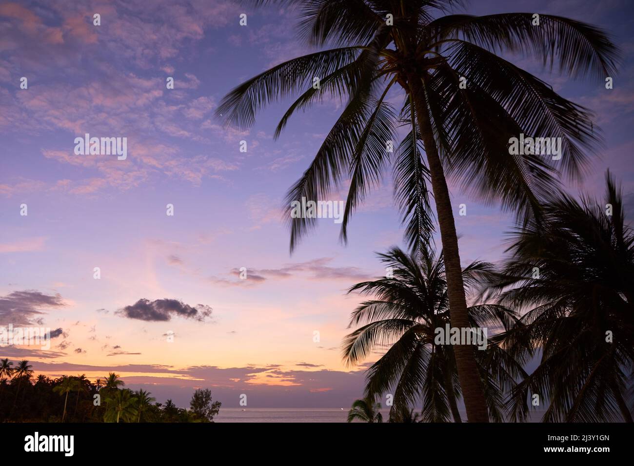 High palm trees on hi-res stock photography and images - Alamy