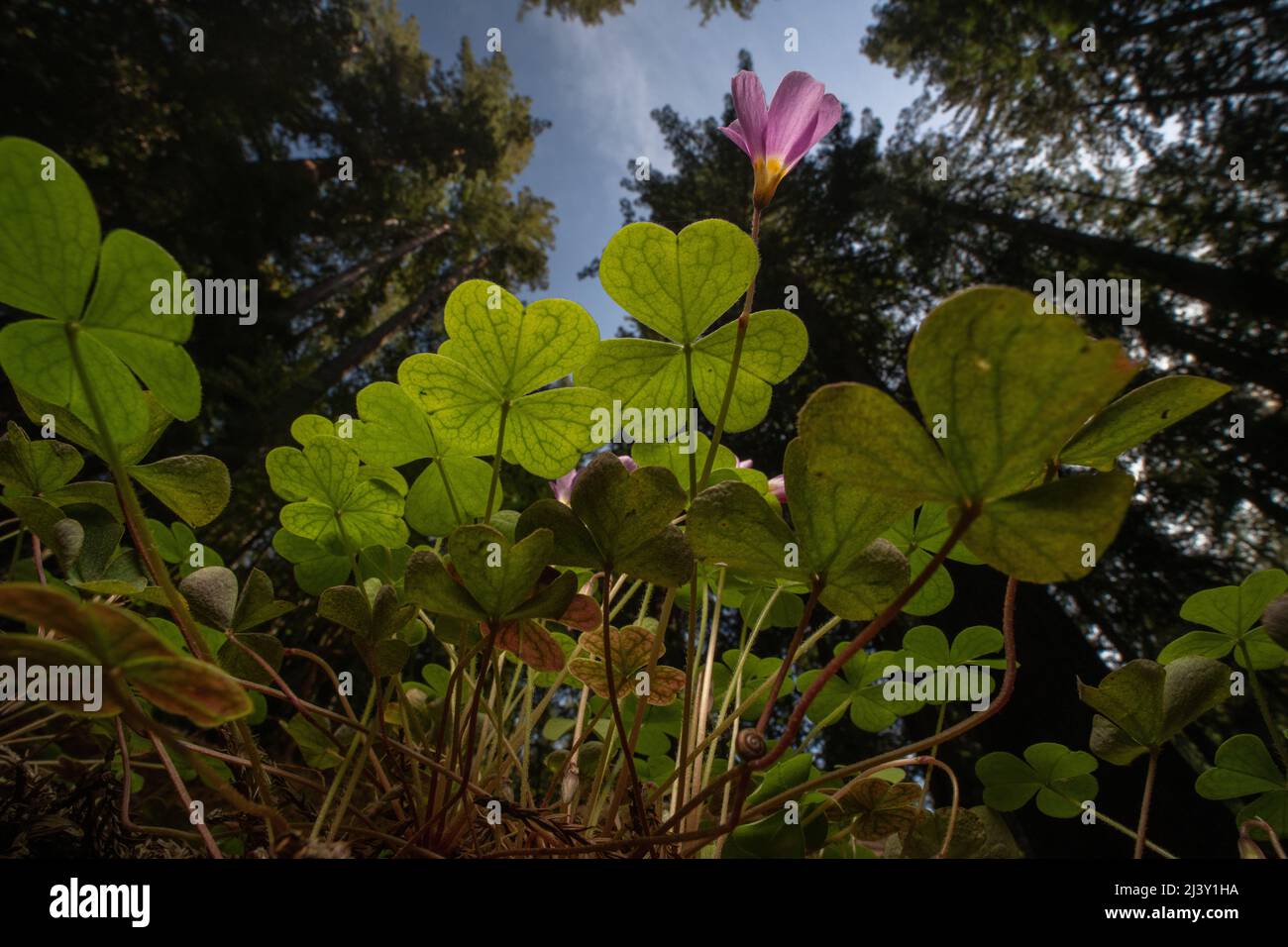 Oxalis oregana , known as redwood sorrel or Oregon oxalis growing below ...
