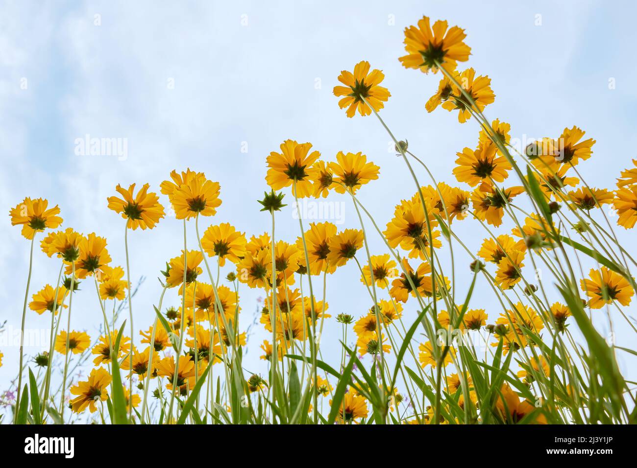 Yellow daisies. Bottom view against the blue sky Stock Photo - Alamy