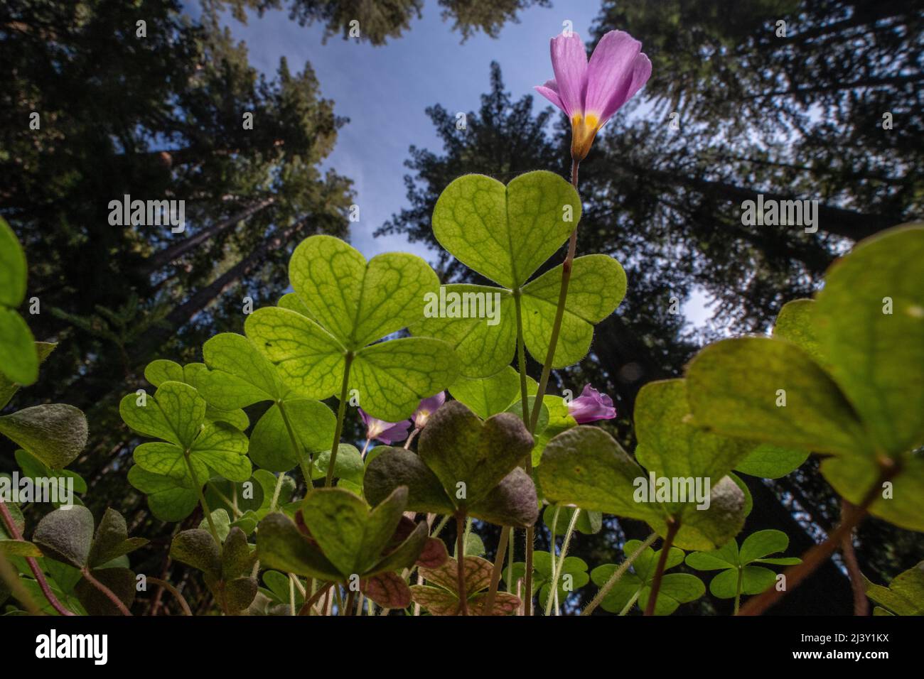 Oxalis oregana , known as redwood sorrel or Oregon oxalis growing below ...