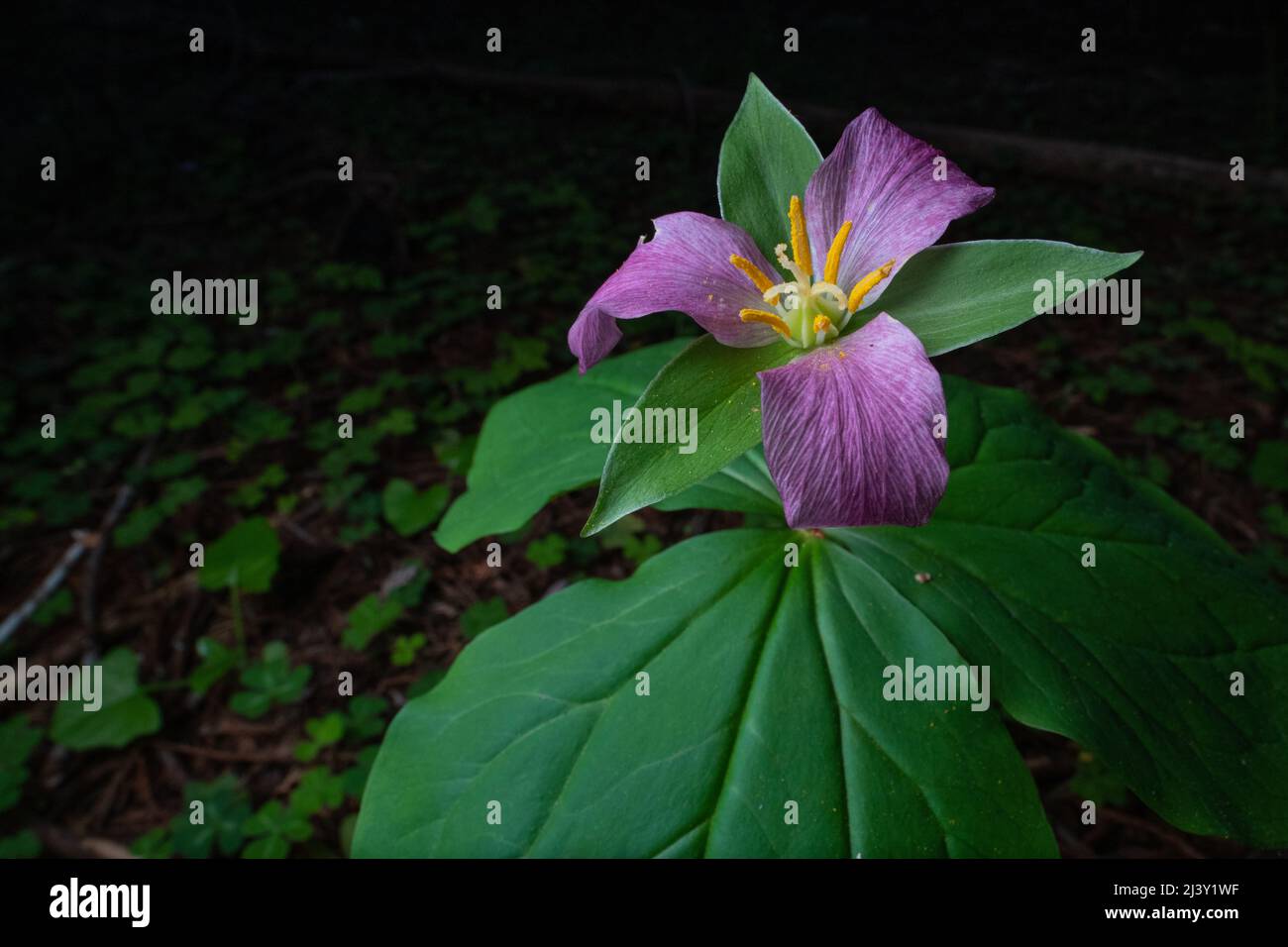 Trillium ovatum, the Pacific trillium, growing and flowering on the ...