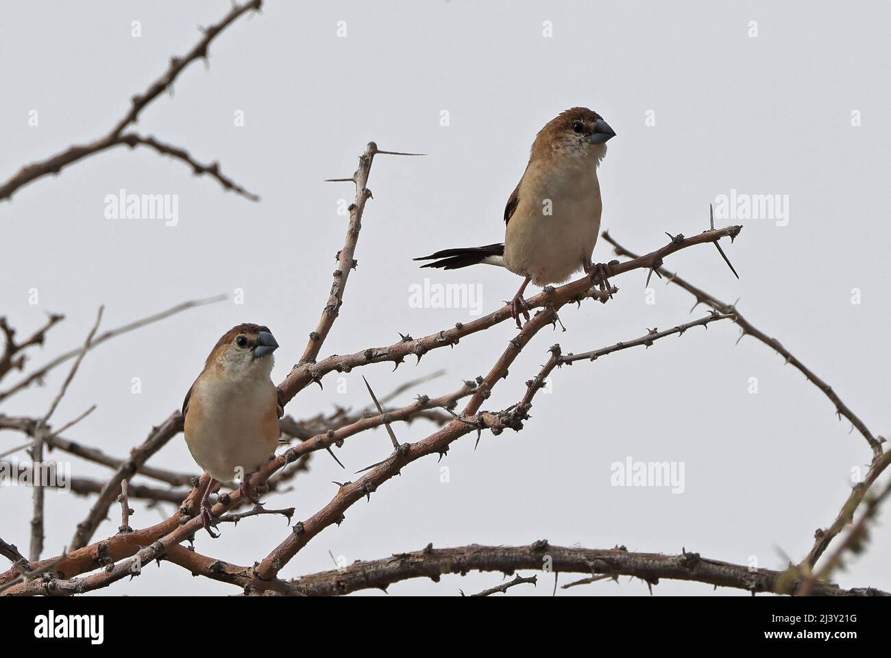 Indian Silverbill (Euodice malabarica) two perched in dead tree Oman ...