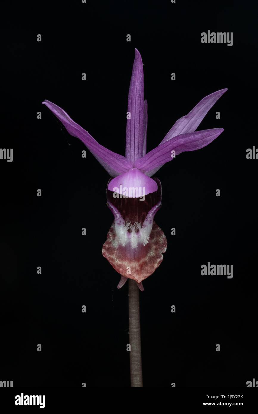 Fairy Slipper orchid (Calypso bulbosa) growing, blooming and flowering ...