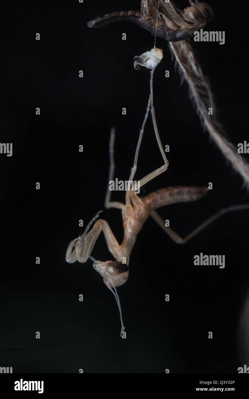 Praying mantis ootheca hi-res stock photography and images - Alamy