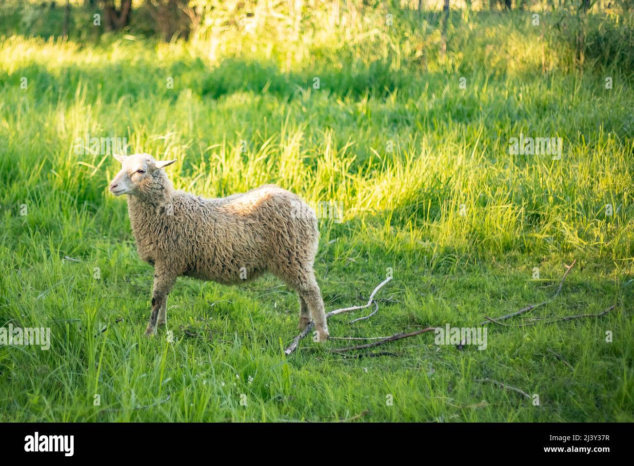 Texel Cross Ewe, a female sheep with her newborn lamb. A tender moment ...