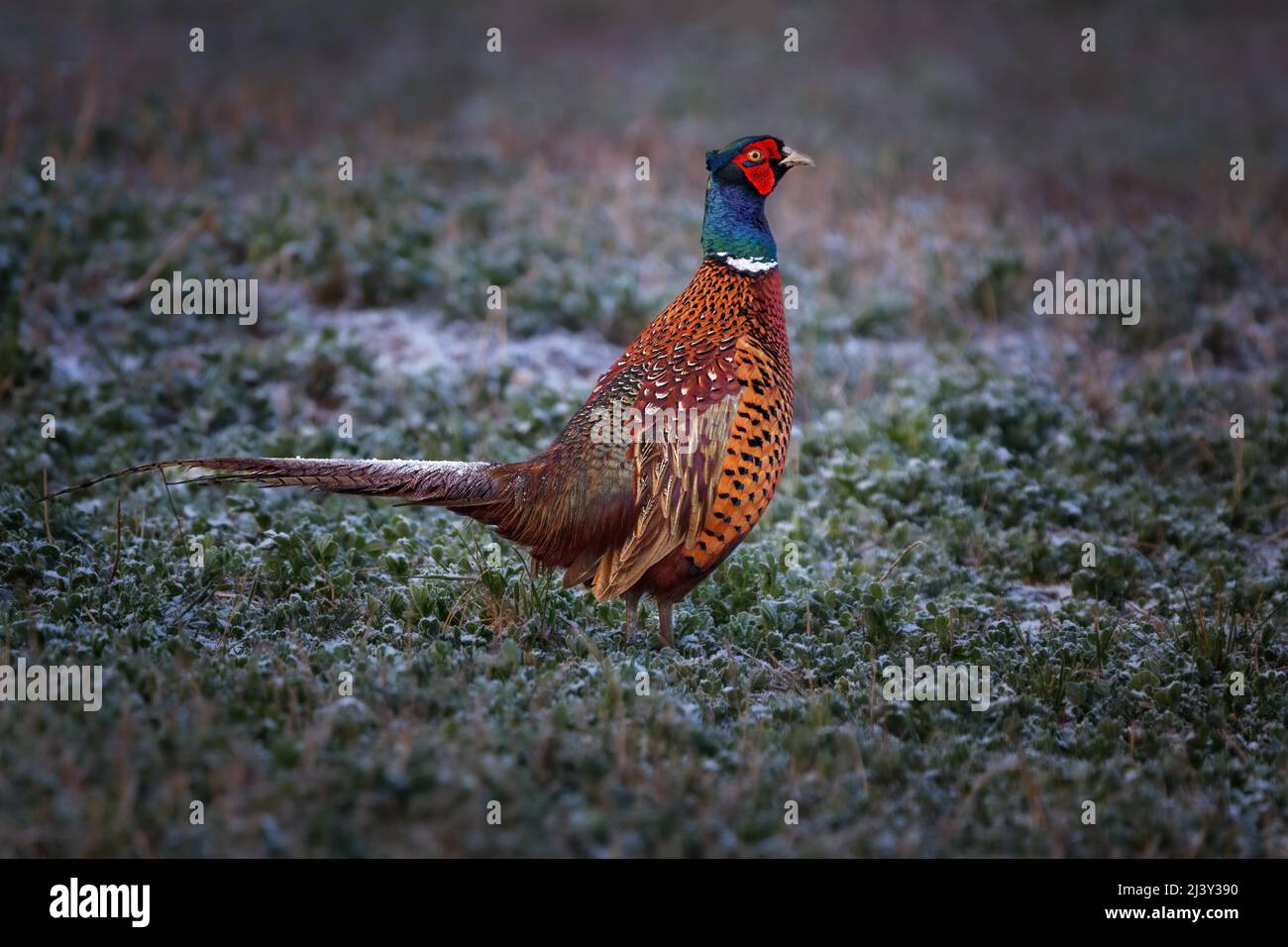 The common pheasant - Phasianus colchicus - is a bird in the pheasant ...