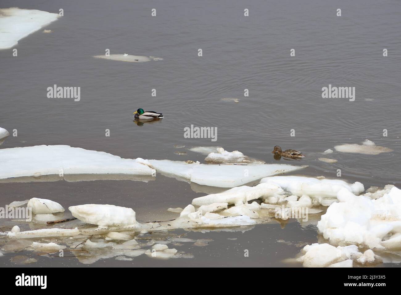 Ice birds hi-res stock photography and images - Alamy