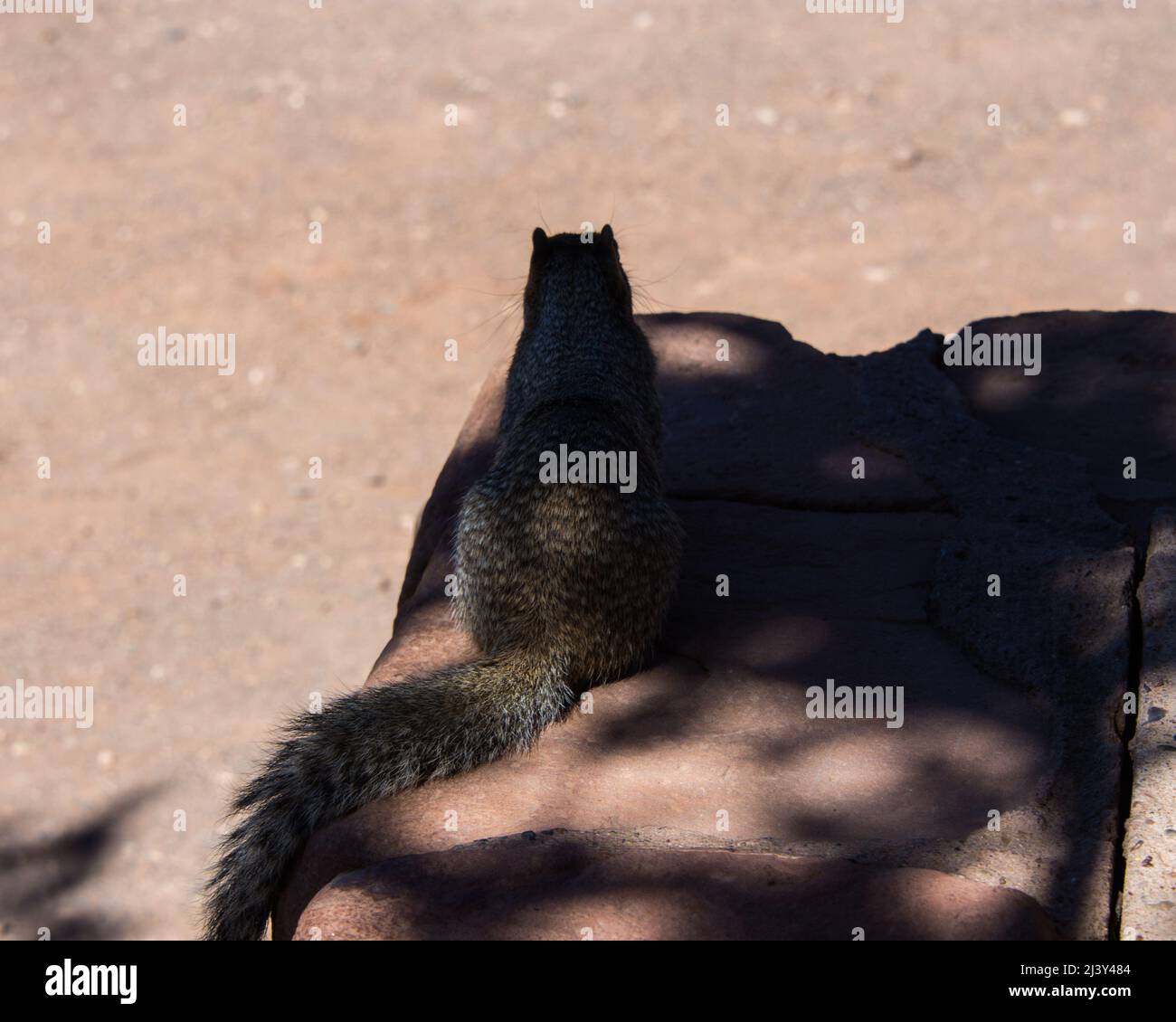 Tan squirrel hi-res stock photography and images - Alamy
