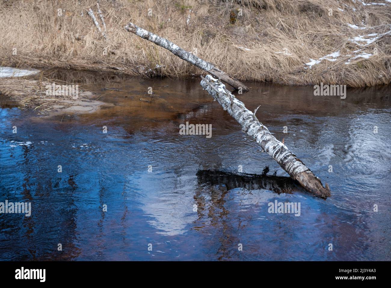 tree, birch fell into the river. spring in a small river Stock Photo ...