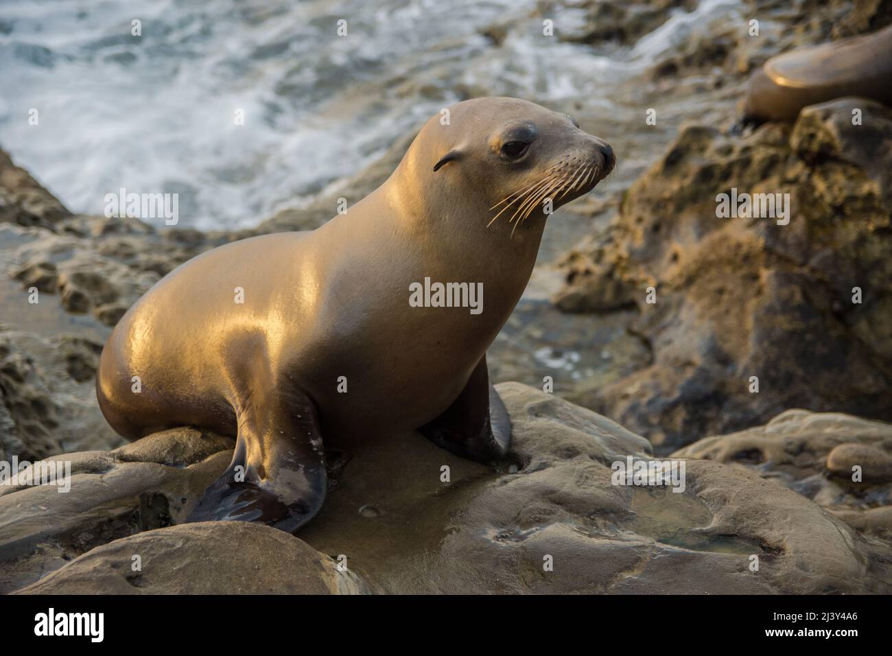 baby seal on a rock in san diego Stock Photo - Alamy