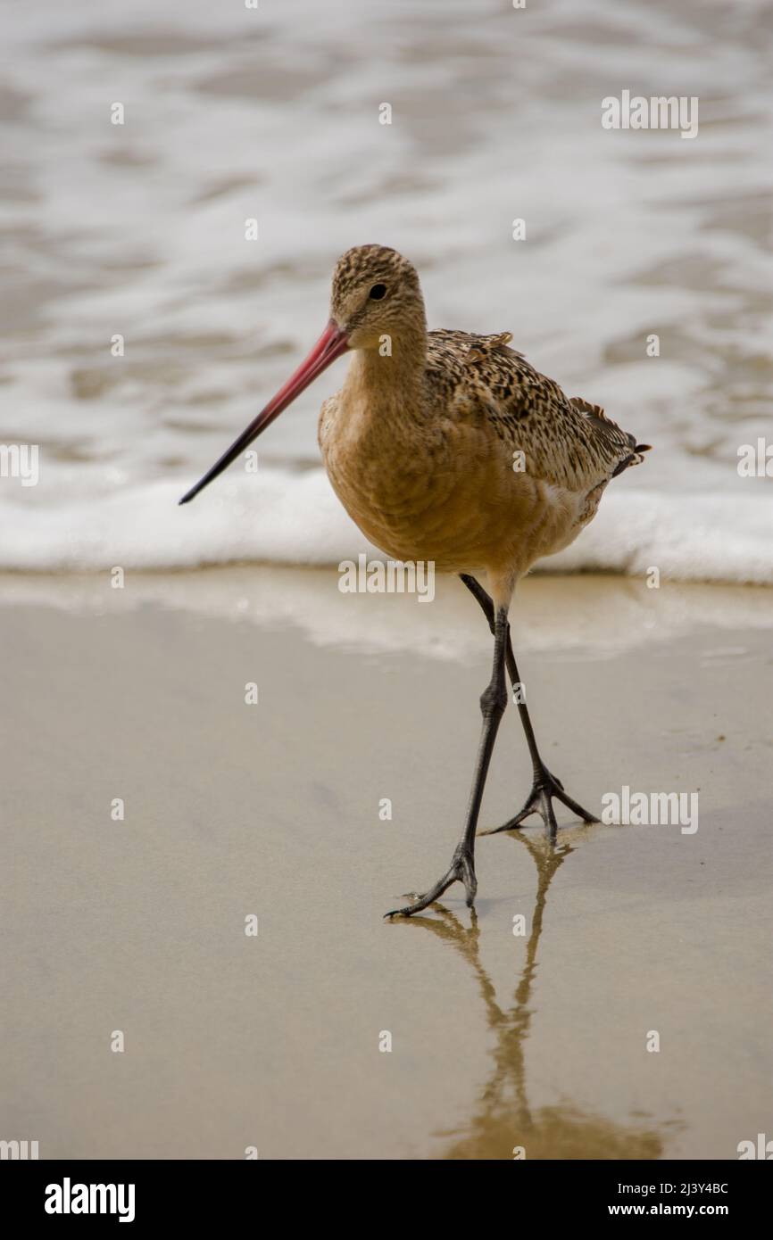 single bird walking on a beach Stock Photo - Alamy