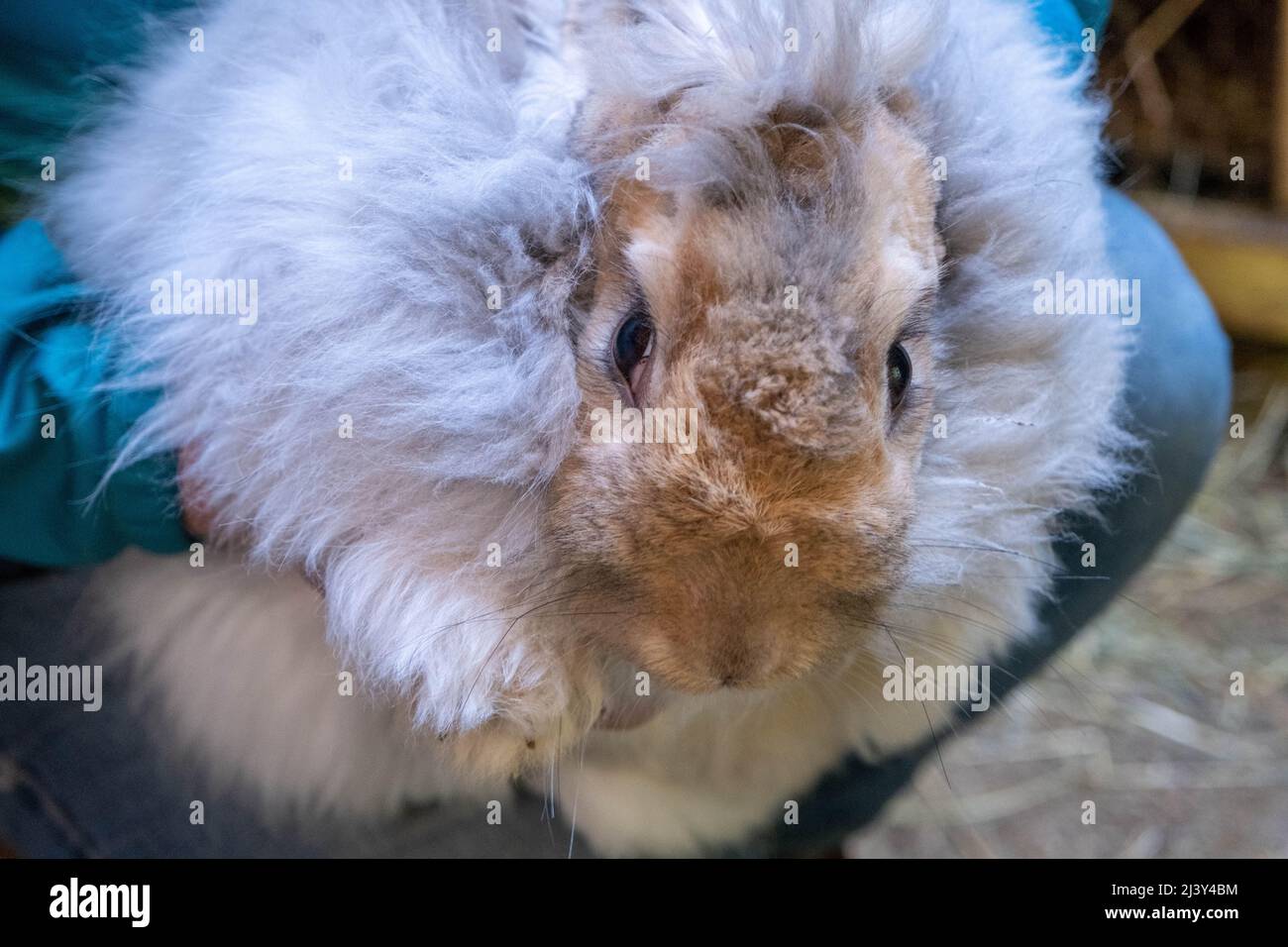 English Angora Rabbit Colors
