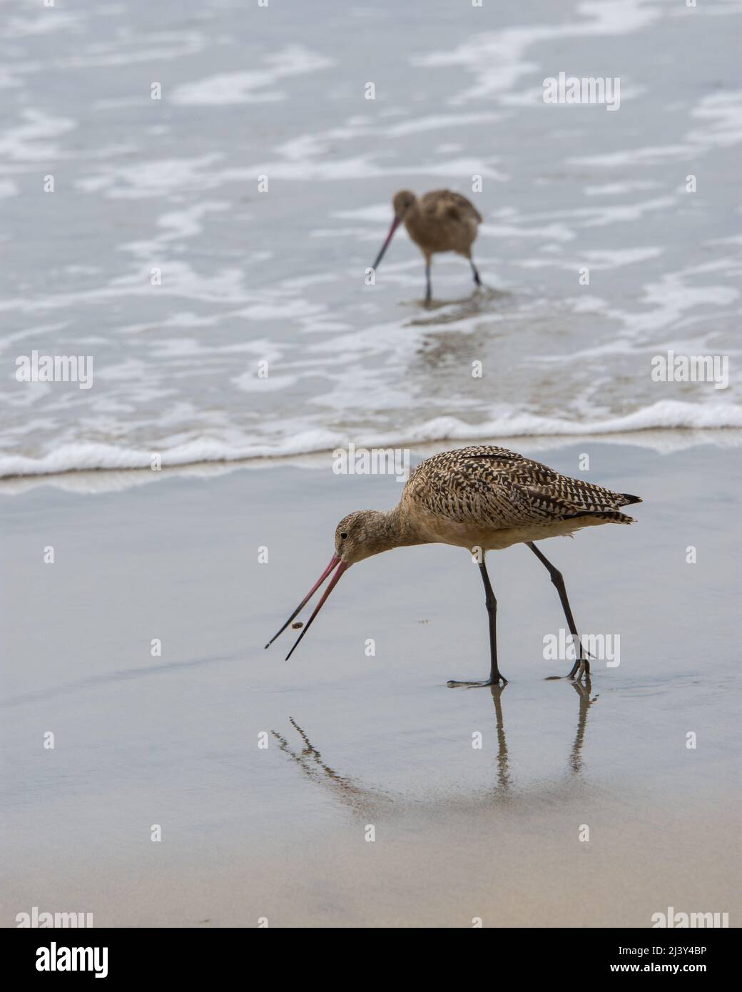 birds eating a clam on a San Diego beach Stock Photo - Alamy