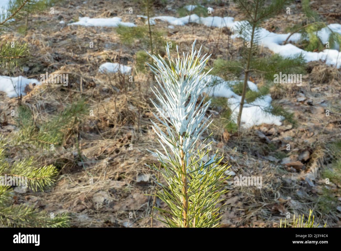 Young pine plantation for reforestation. Agro care of forest crops ...