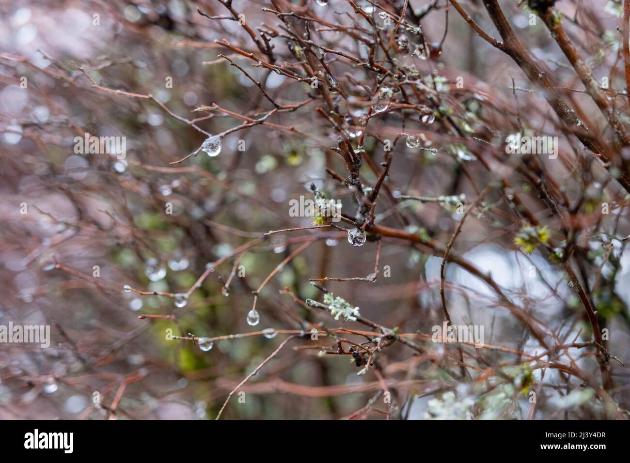 Hip with rain drops hi-res stock photography and images - Alamy