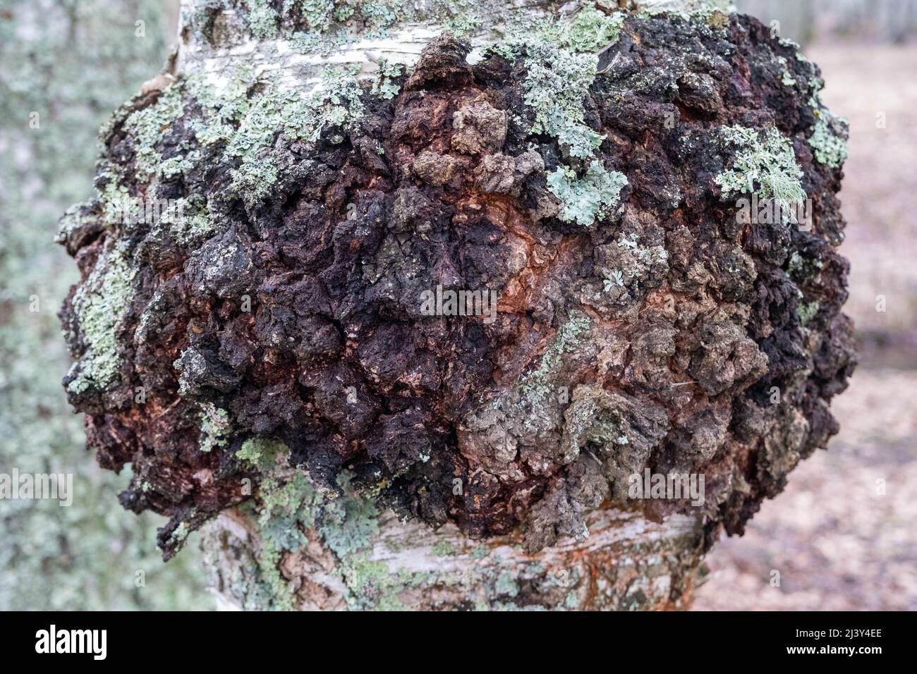 fungus is a parasite growing on a tree. the tree trunk is covered with ...