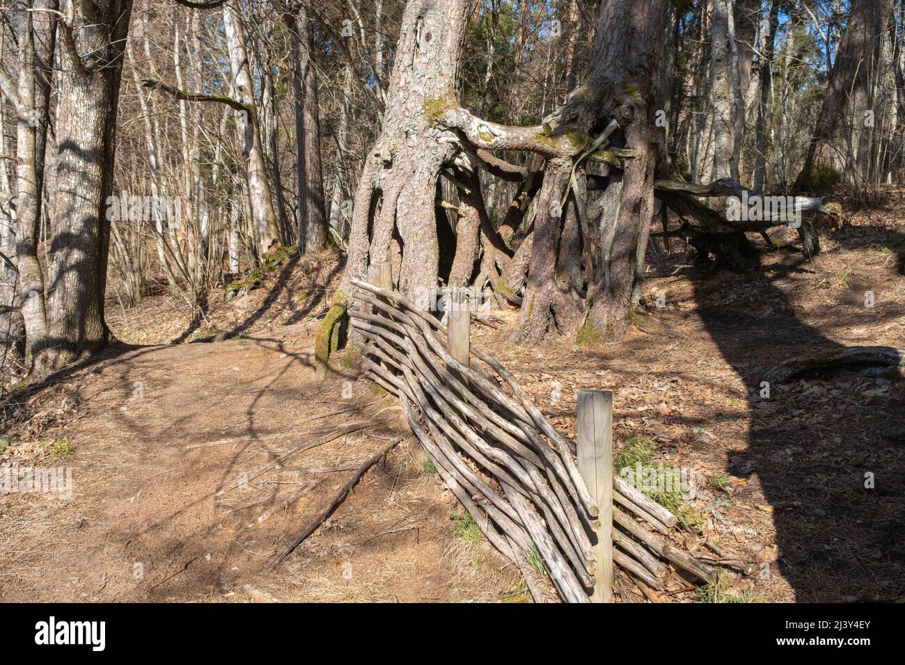 Two trees intertwined hi-res stock photography and images - Alamy