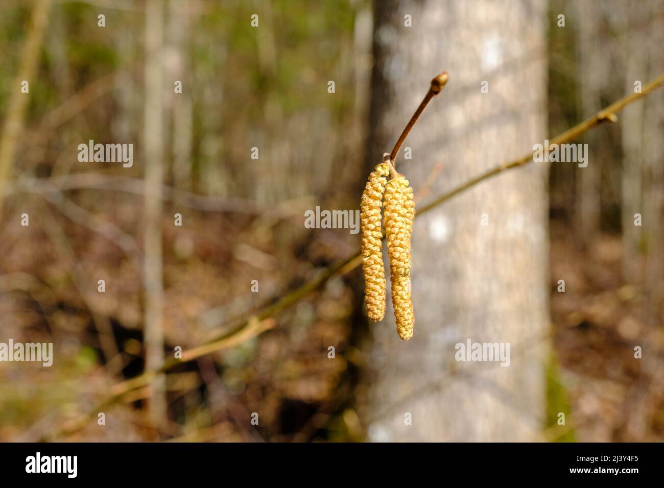 Birch touches in the spring in Latvia Stock Photo - Alamy