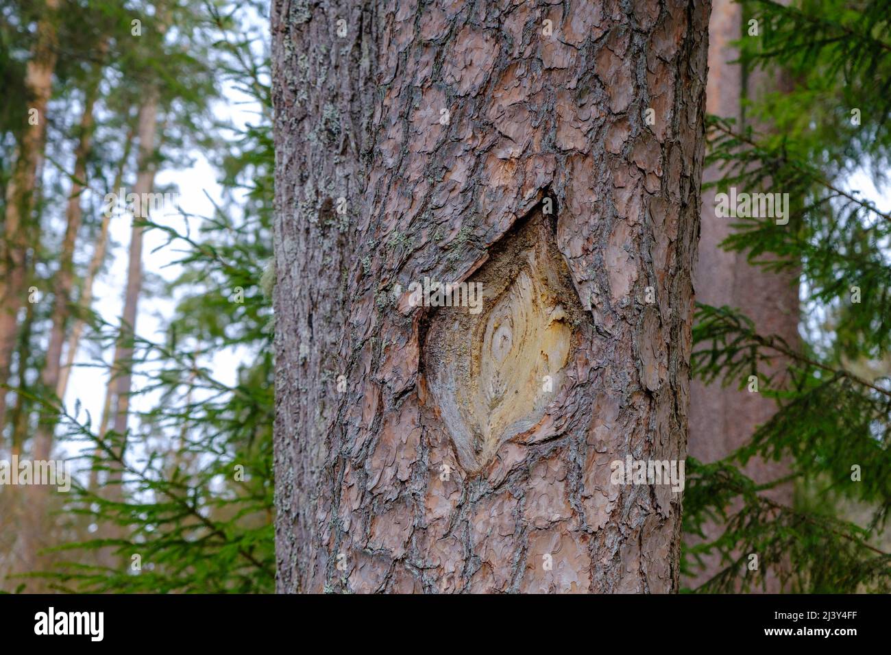 Sick tree hi-res stock photography and images - Alamy