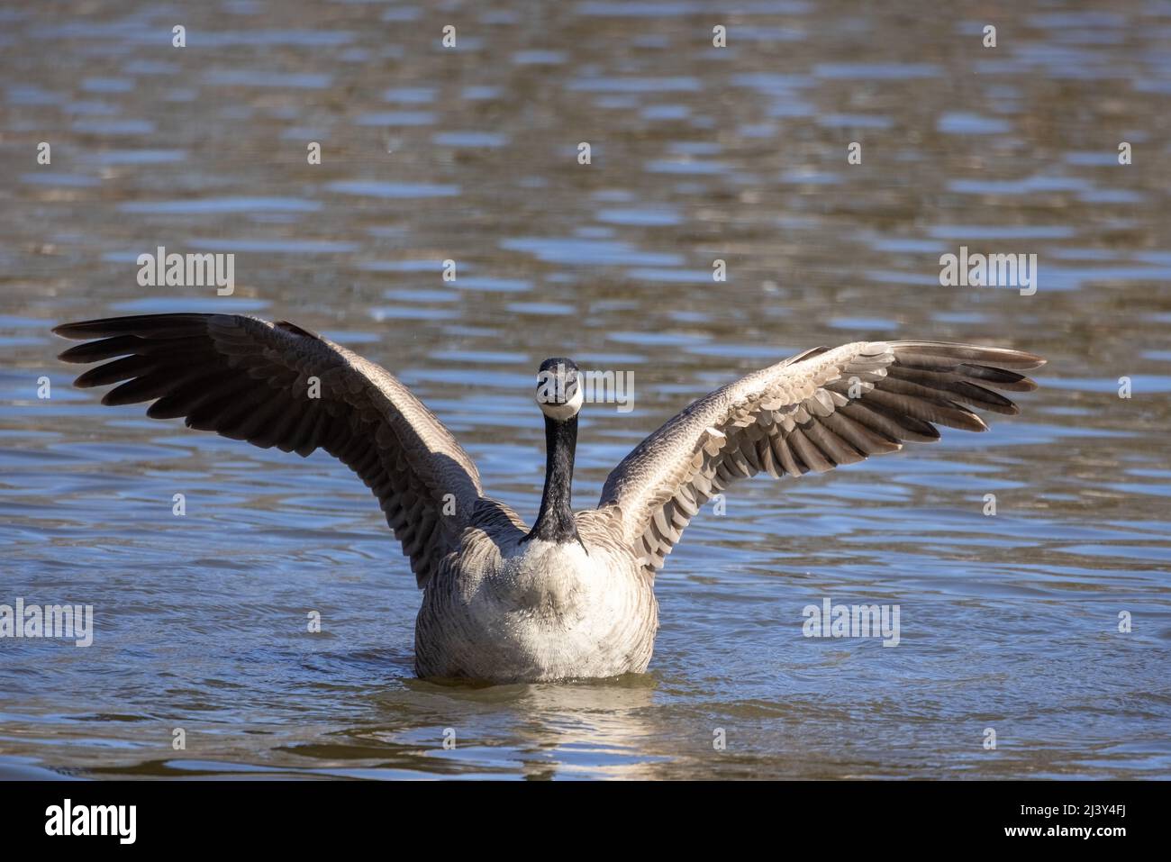 Canada goose on the water in spring Stock Photo - Alamy