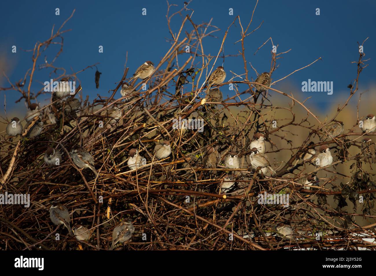 Sparrow on bushes hi-res stock photography and images - Alamy