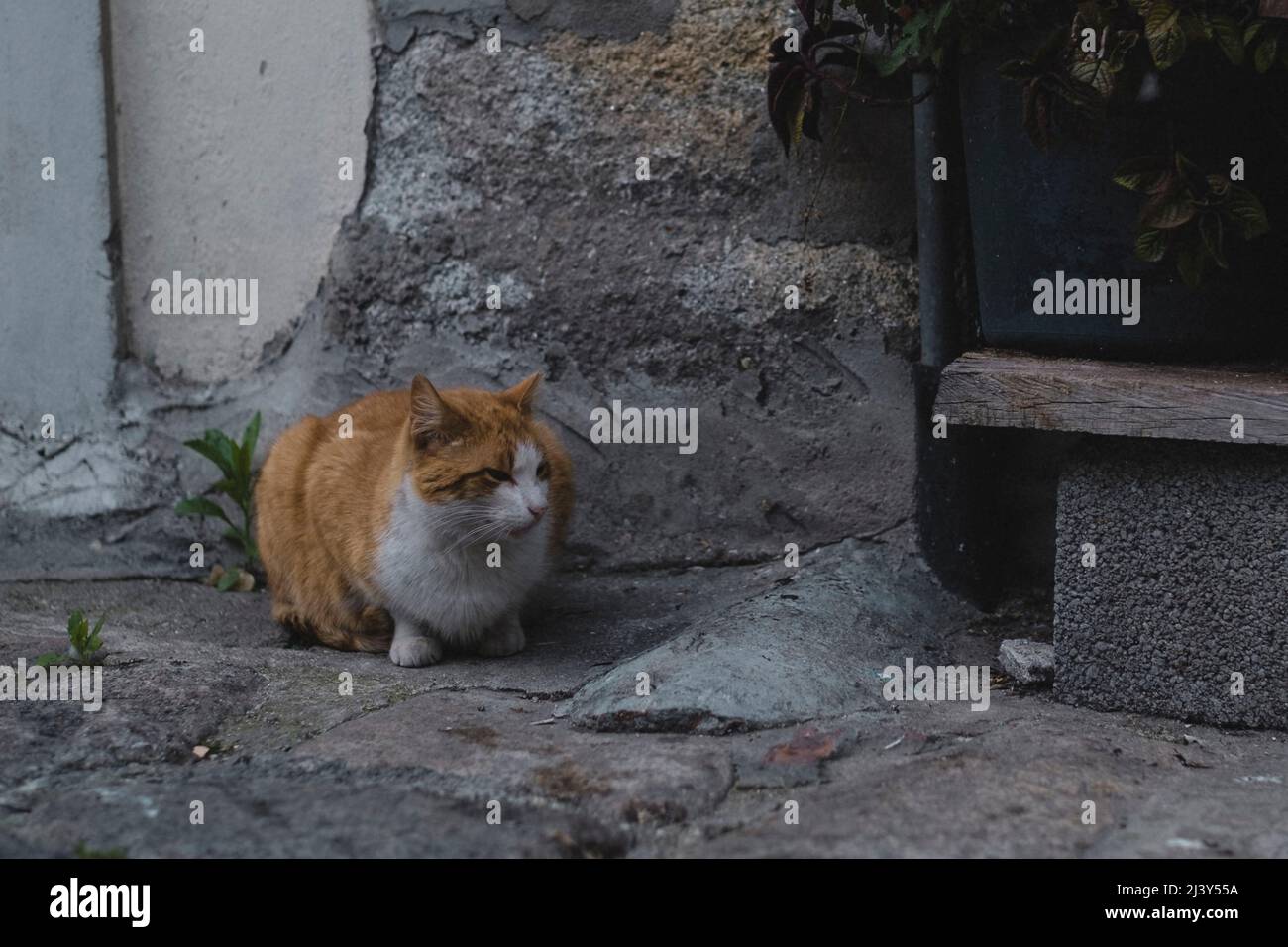 Skinny young street kitten hi-res stock photography and images - Alamy